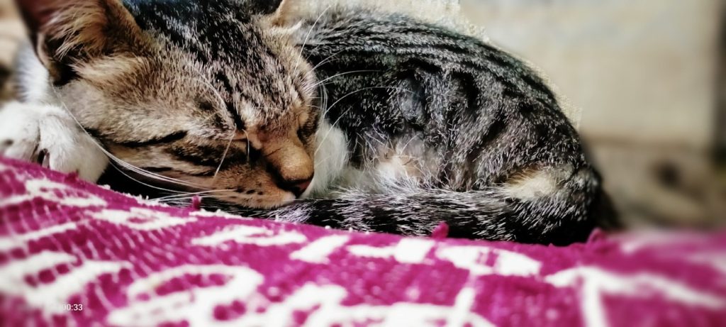 How tiny kittens overcome fear of giant dogs