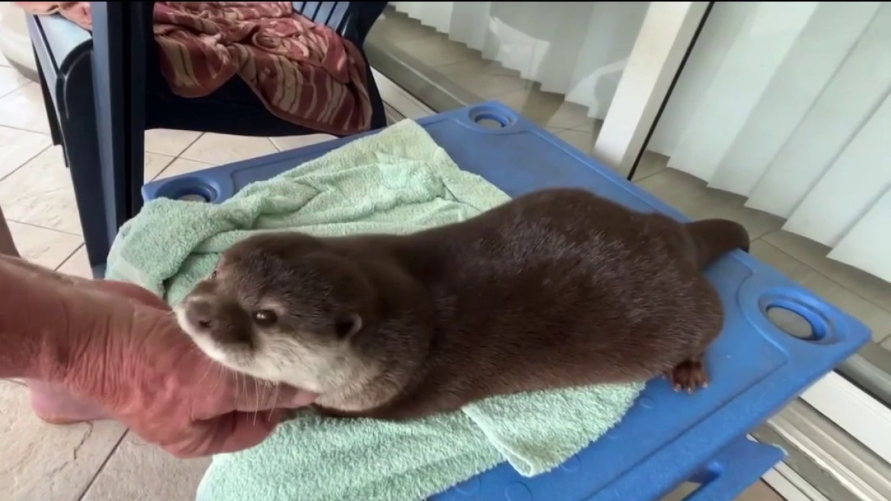 Otter helps solve underwater cold cases