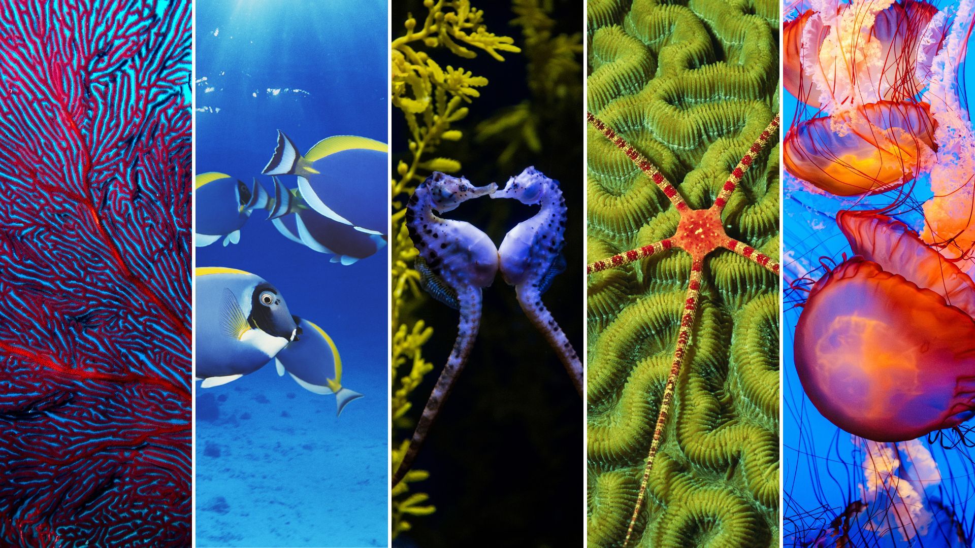 The ocean's most unique and colourful sea creatures