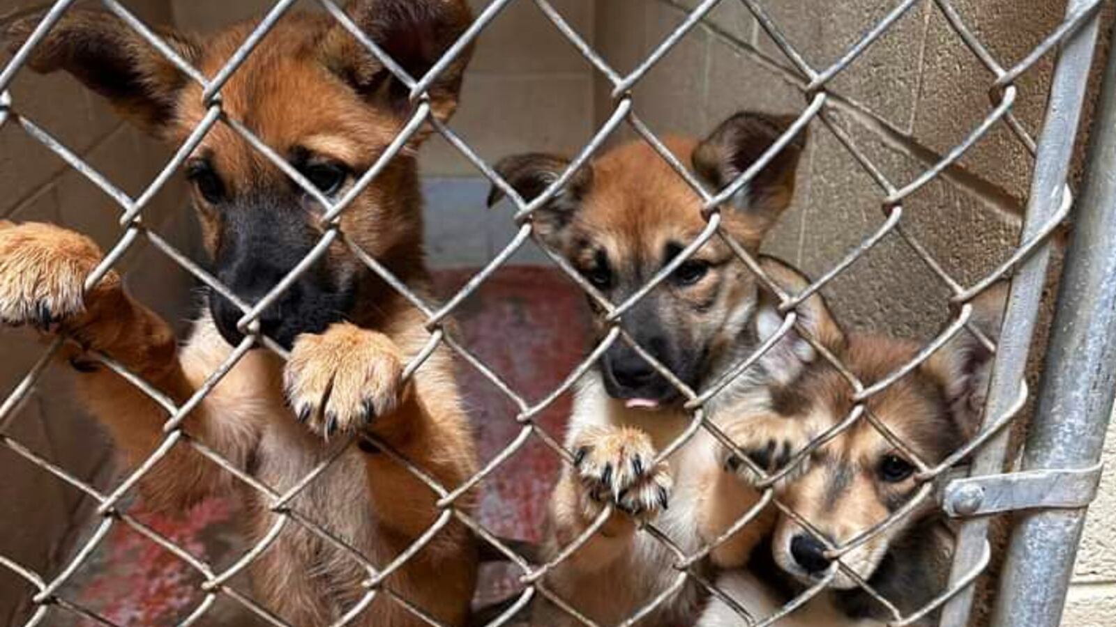 Cochise County to buy vacant building for animal shelter