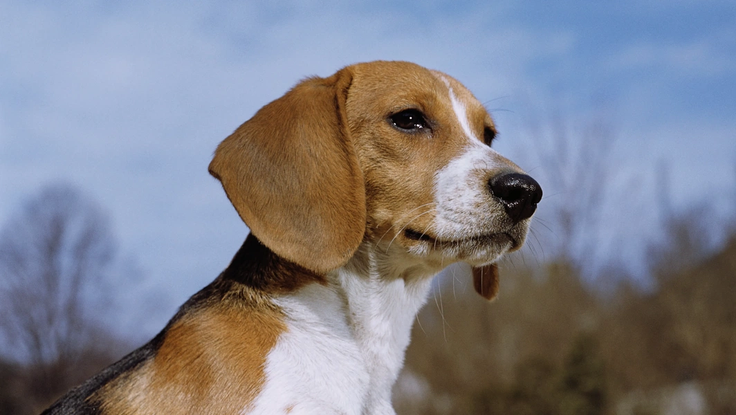 6 loudest dog breeds