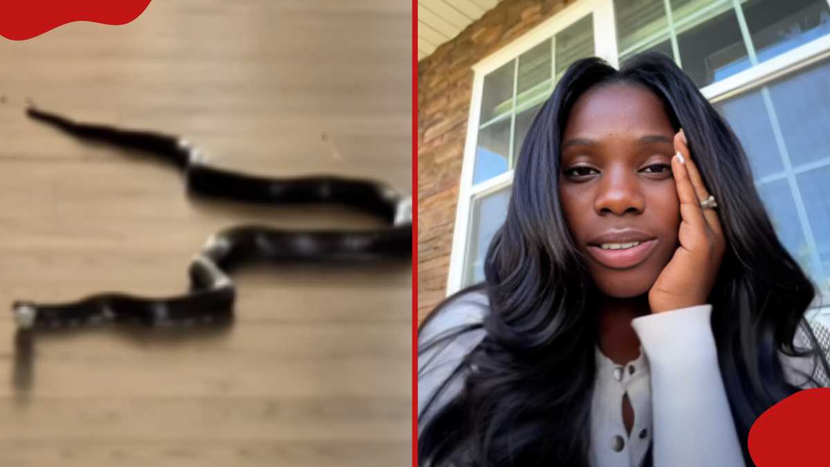 Woman returns home to find poisonous snake in house, video terrifies ...