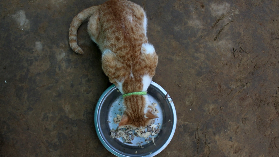 Recognizing end-of-life signs in cats
