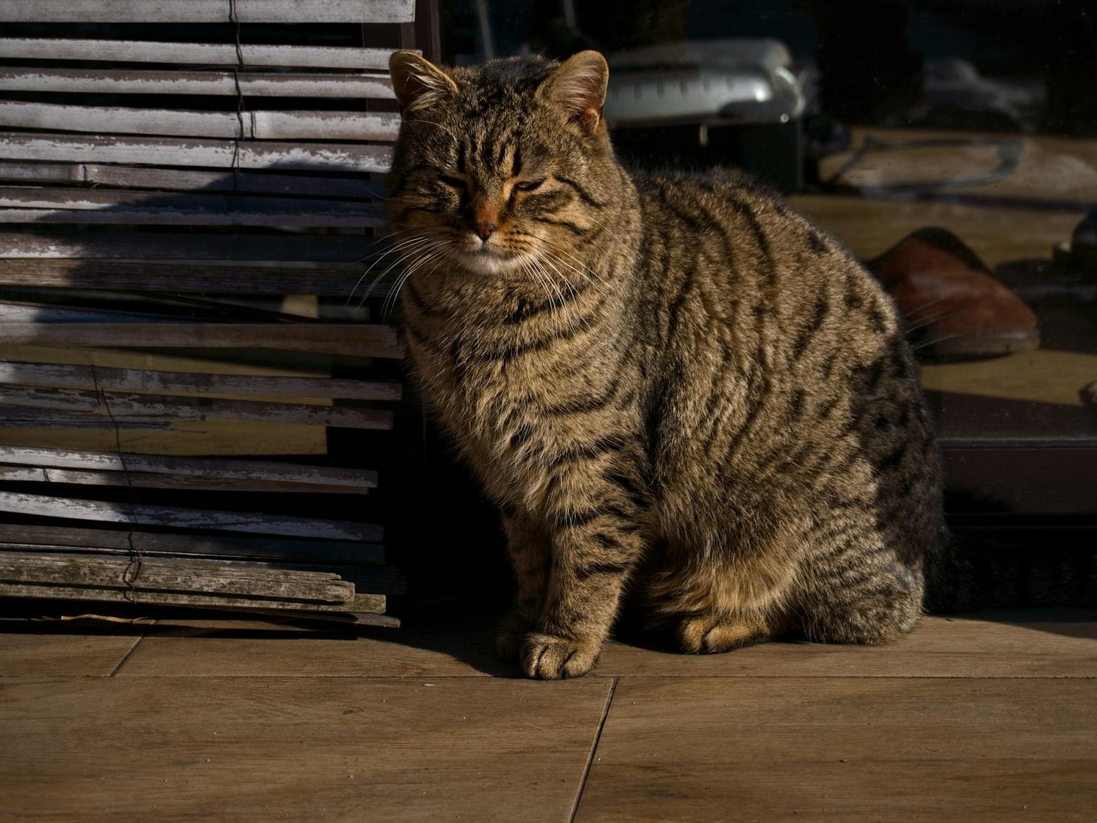 The surprising truth about severe cat matting