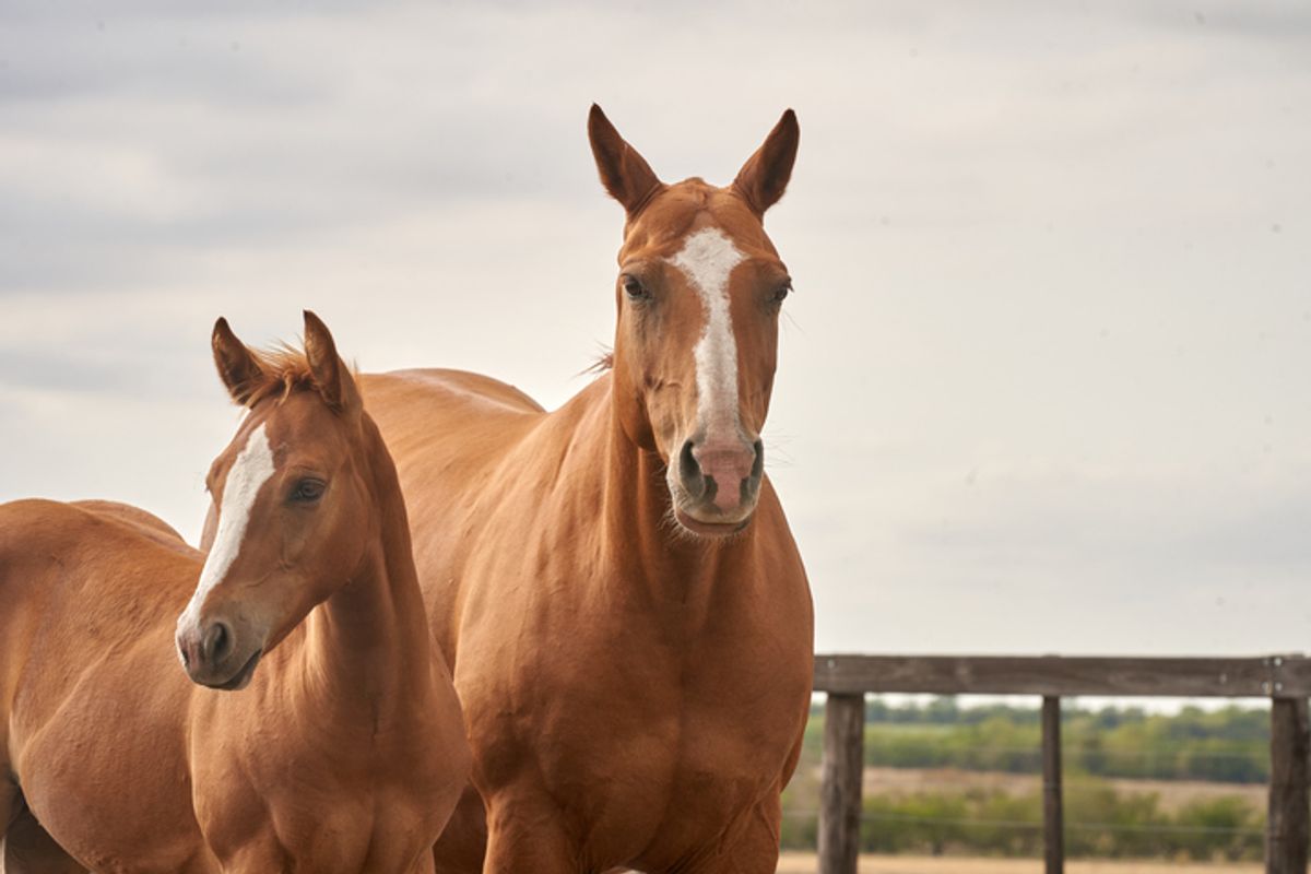 Social posts blame old case of slaughtered Florida horses on 'illegal ...