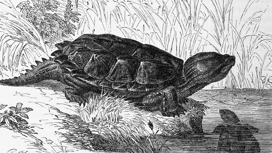 Alligator snapping turtle facts and conservation