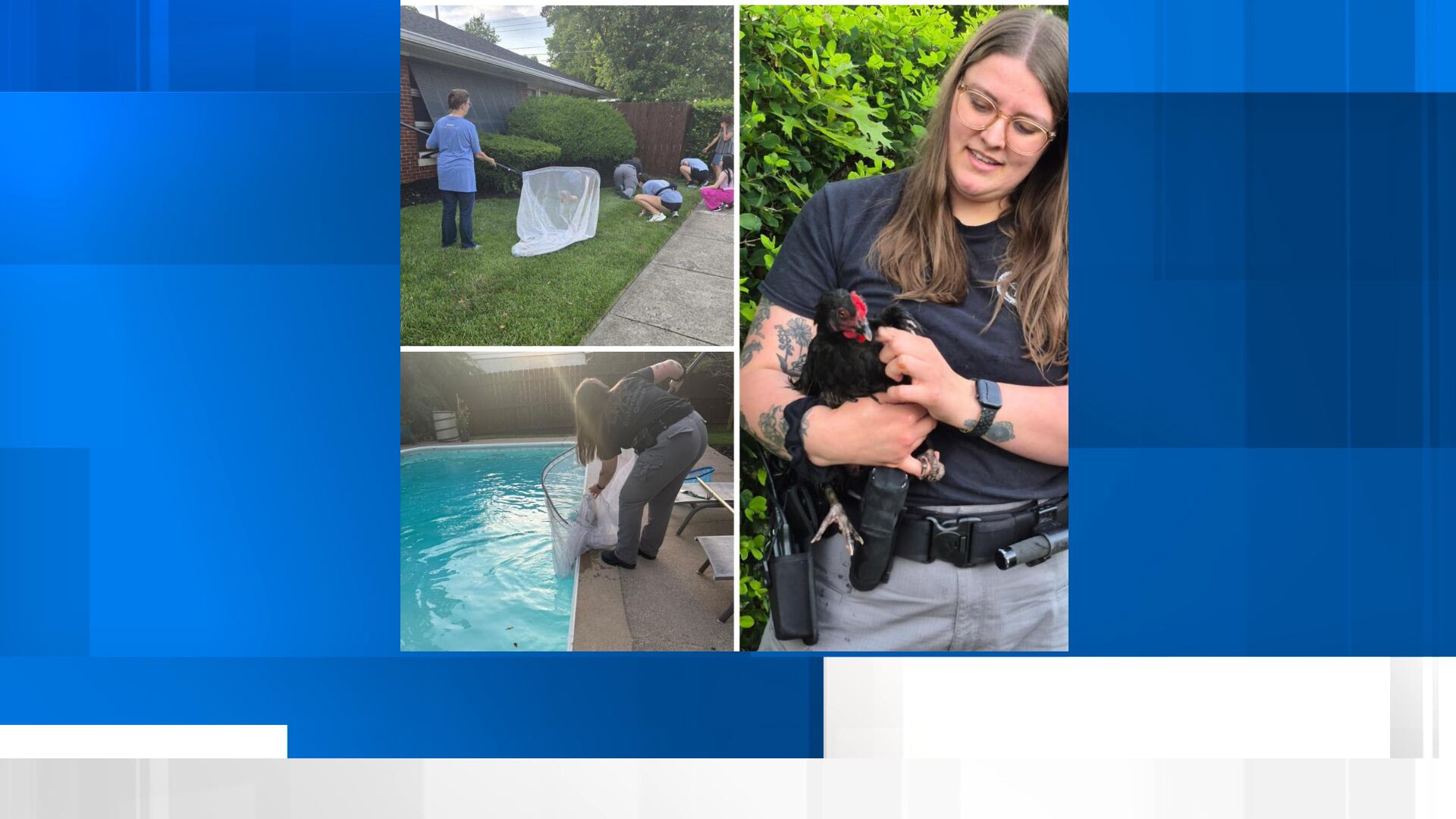 Chicken leads Lexington animal control on chase through neighborhood