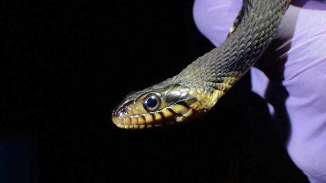 Rise in deadly infections could push wild snakes to extinction ...