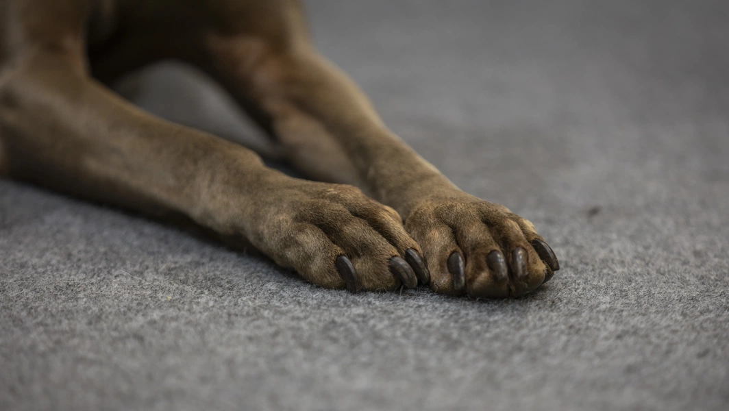 Understanding why dogs put their paws on people