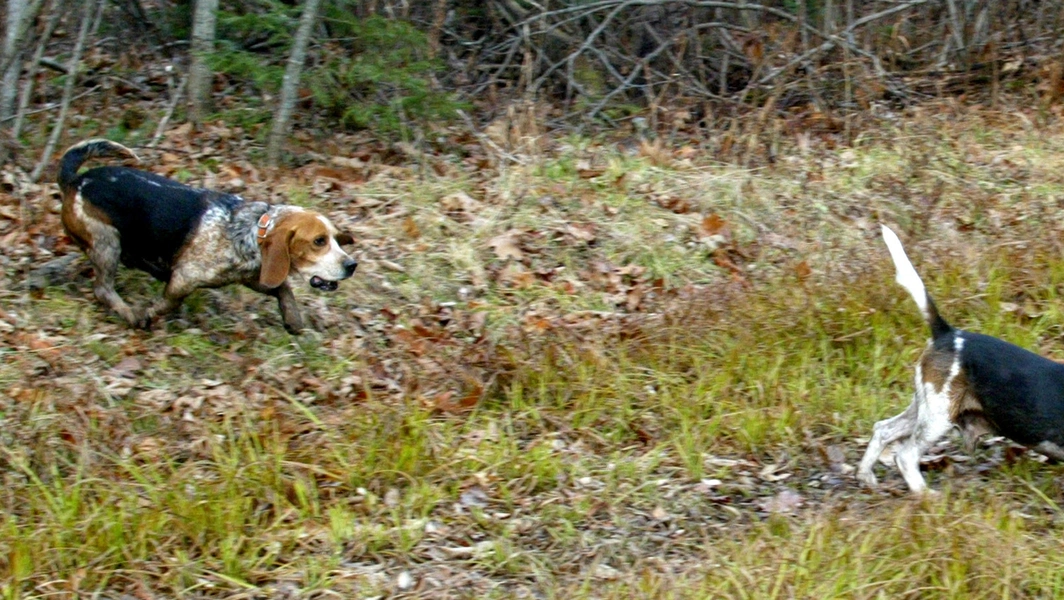 6 loudest dog breeds