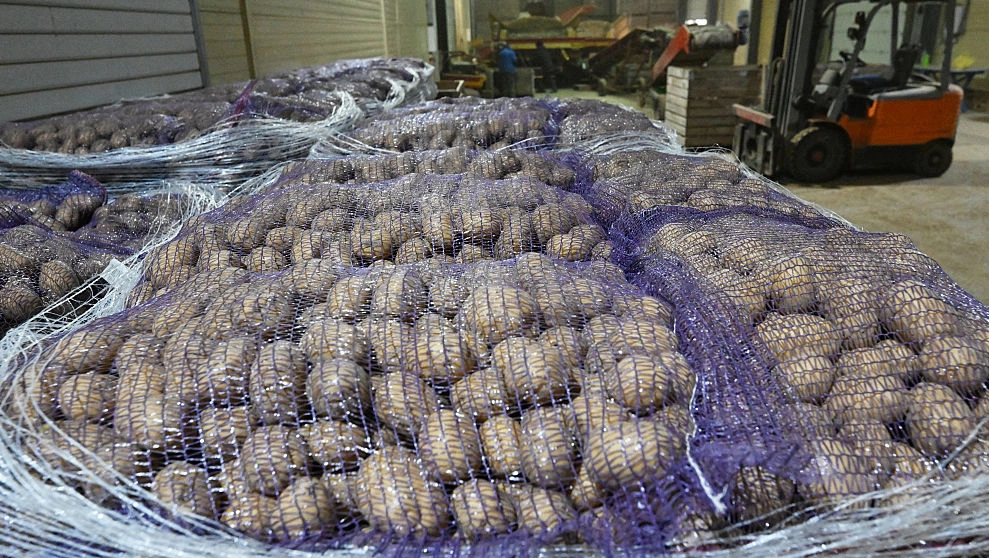 Understanding sprouted potatoes and safety risks