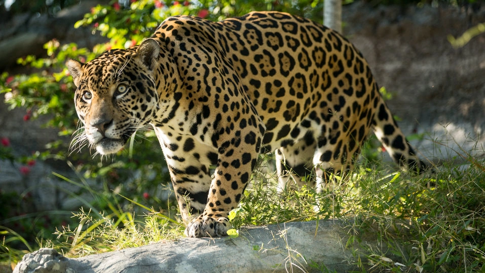 Jaguars in Texas: History, decline, and prospects