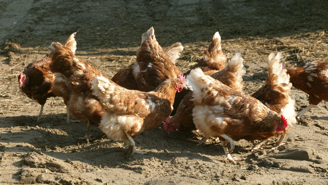 Pasture-raised eggs offer welfare benefits, modest nutrition gains