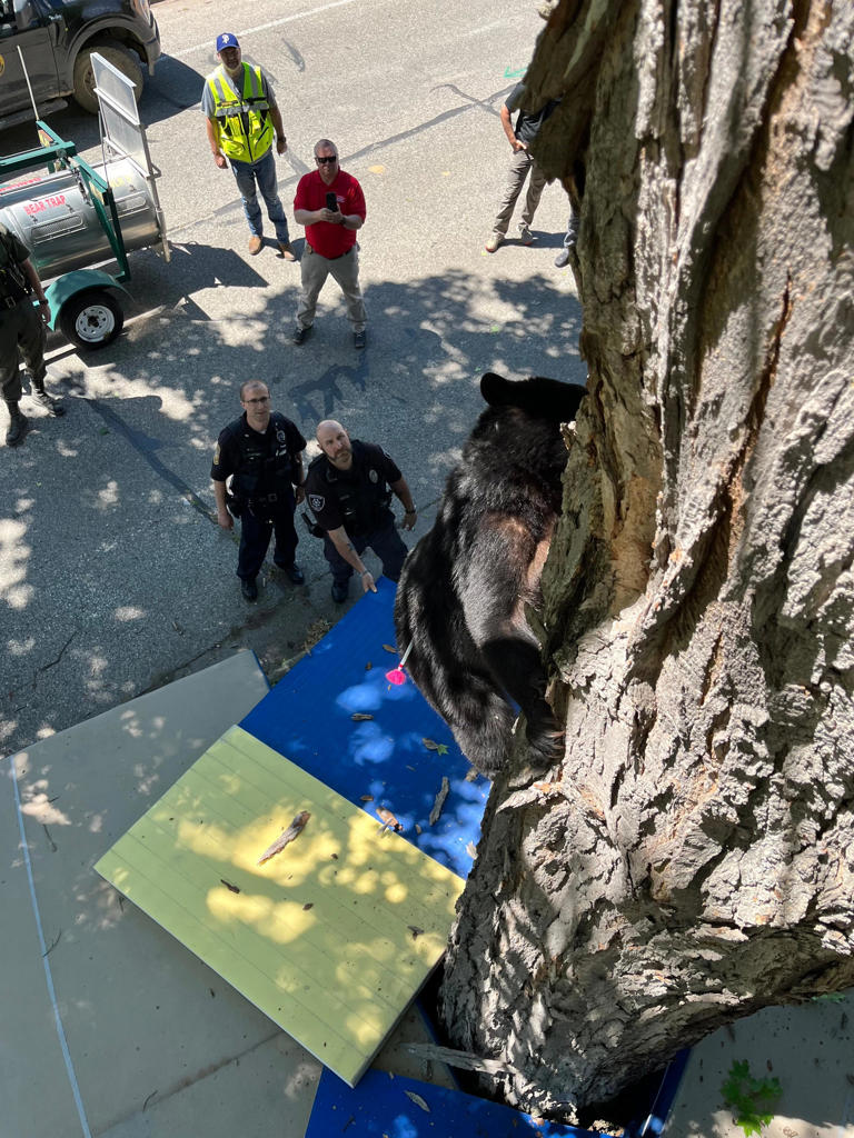 Black bear in Mt. Pleasant tree tranquilized, relocated: DNR