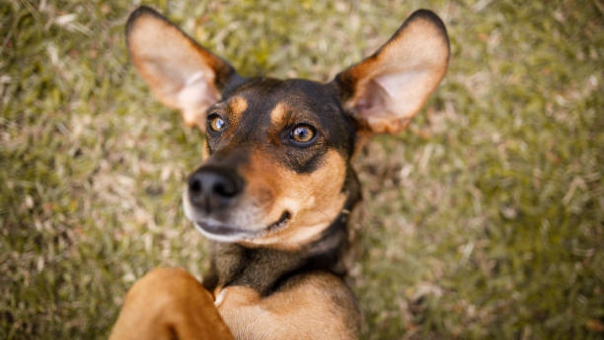 What your dog really learns when you talk to them every day