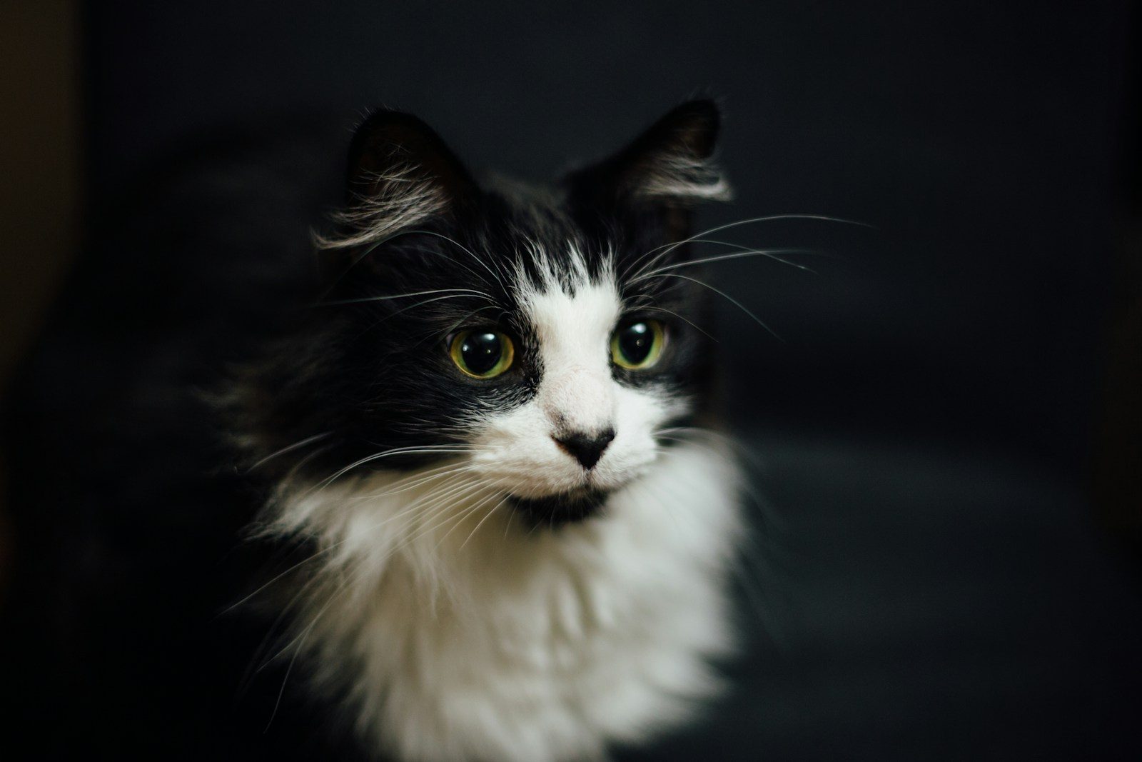 Why the old cat age rule is wrong