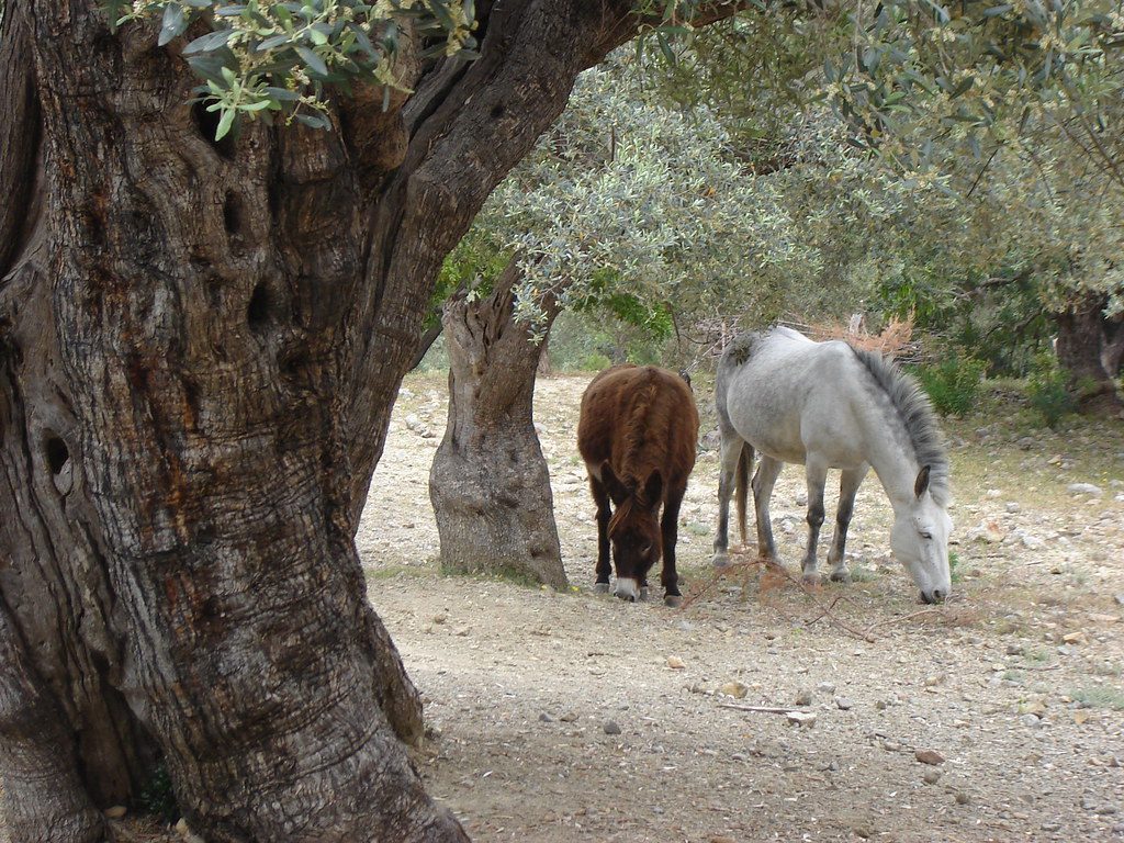 A loyal donkey guides his blind horse companion every day
