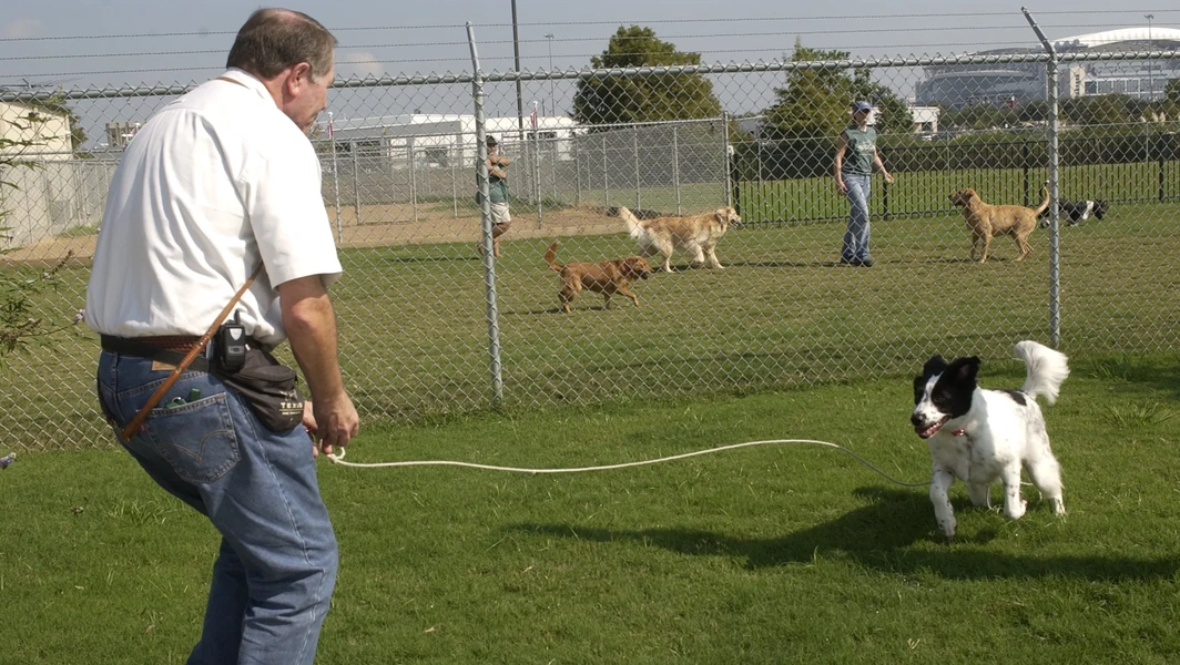 Master the art of dog communication and trust