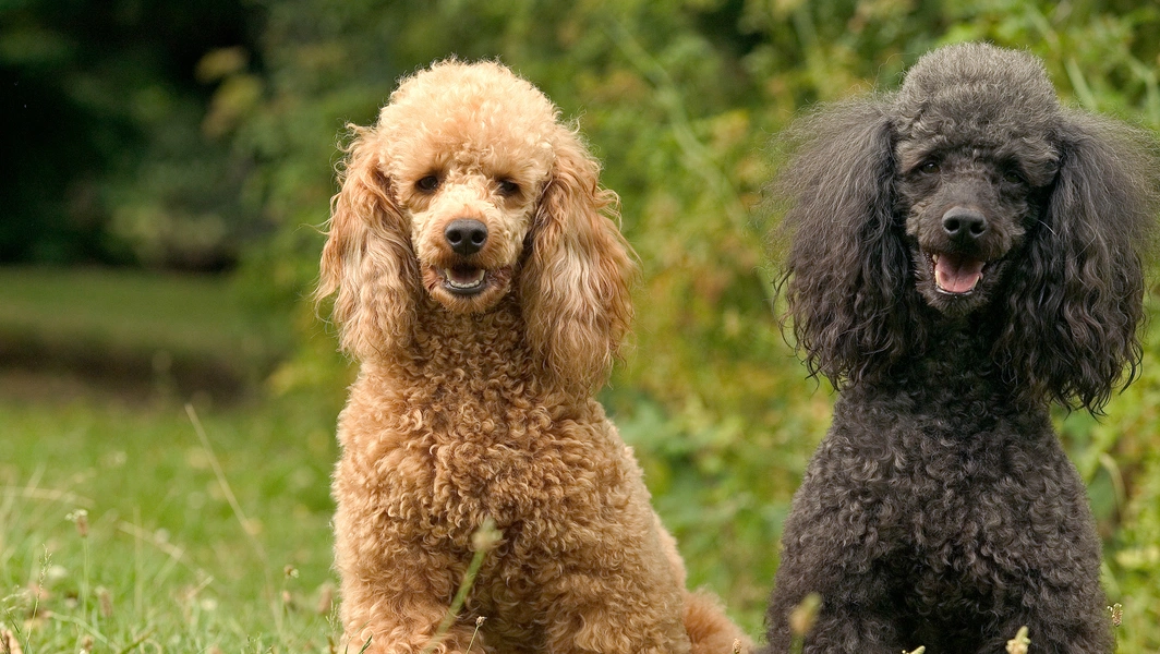 Experts warn doodle dogs need more care than advertised