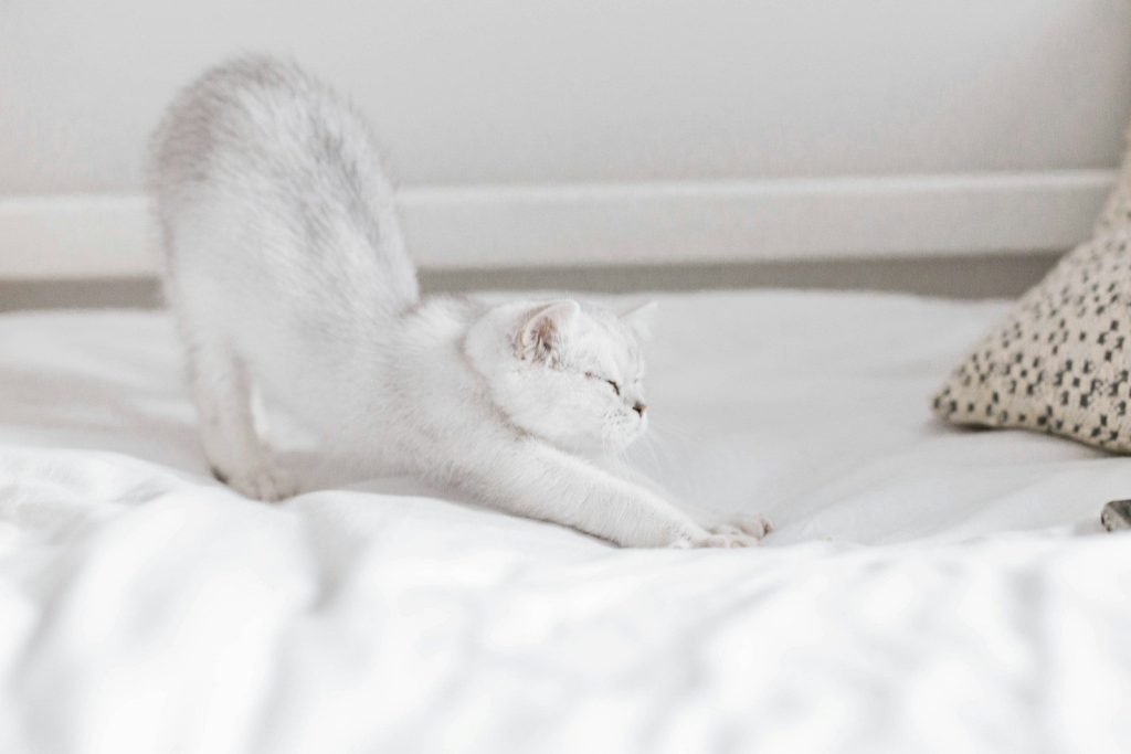 Why do some cats form friendships with prey animals?