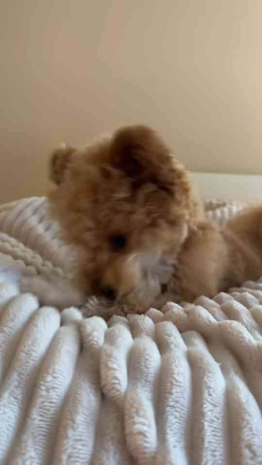 Adorable pomapoo puppy shows off its playful side