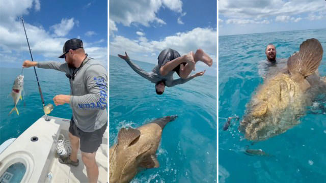 Fisherman drops giant bait fish overboard then swims beside a 500-pound ...