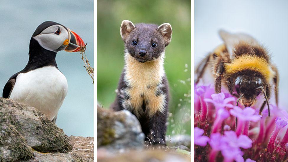 Puffin and bumblebee among 18 creatures shortlisted to feature on banknotes