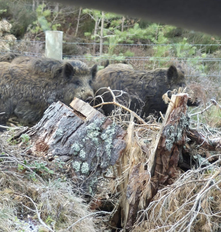 First wild boar cull on Highland estate after 'significant rise'