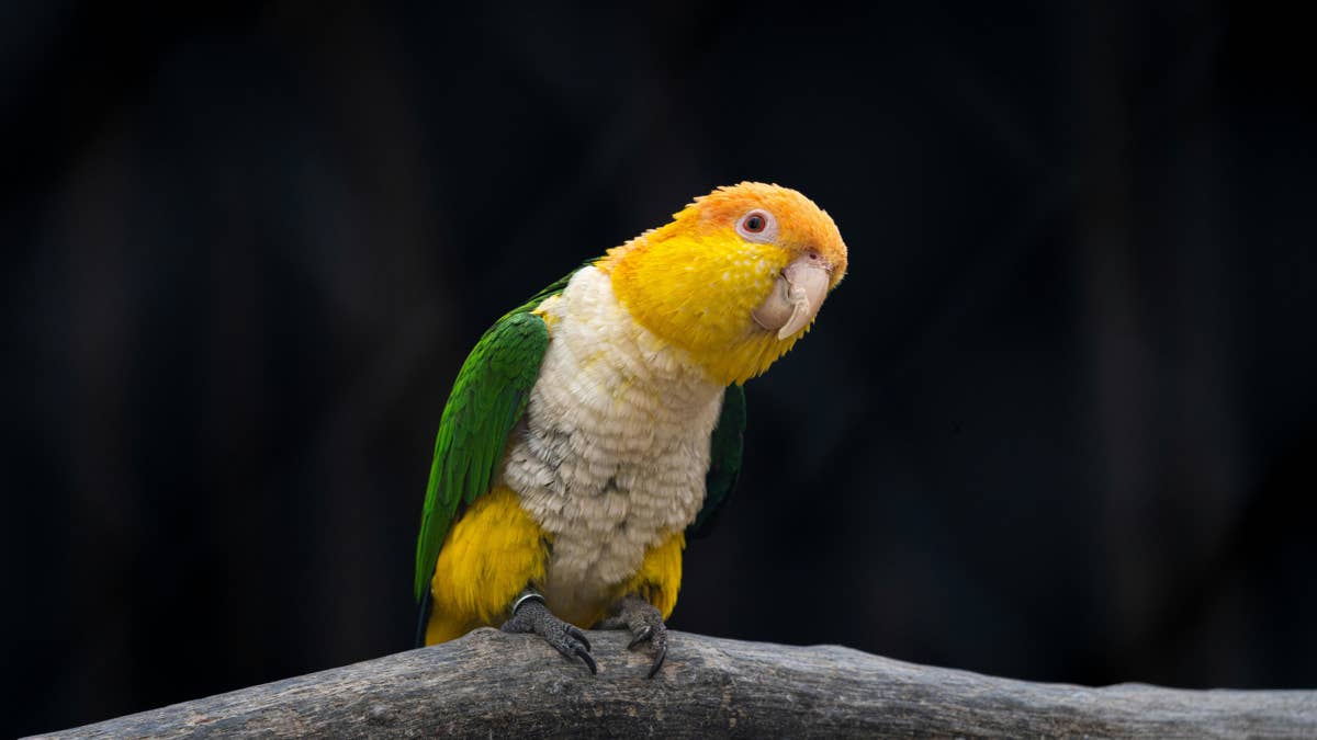 Parrot greeting people on walk is a feathery ray of sunshine