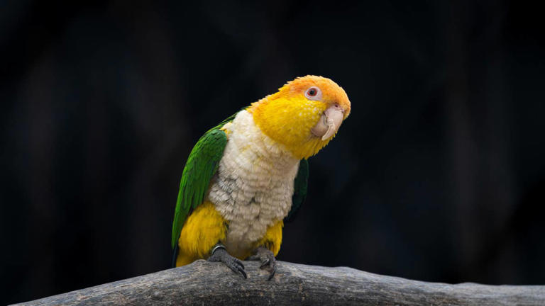 Parrot greeting people on walk is a feathery ray of sunshine