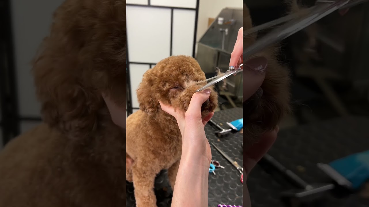 Fluffy poodles get adorable makeovers | Before & after grooming ...