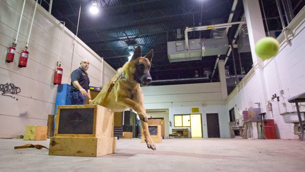 10 dog breeds and their self‑regulation traits