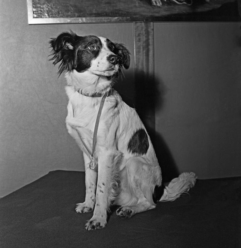 World Cup tales part 3: The dog that found the stolen trophy and became ...