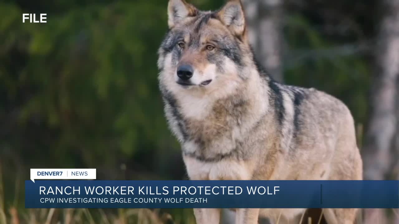 Eagle County rancher says one of her employees shot, killed wolf in ...