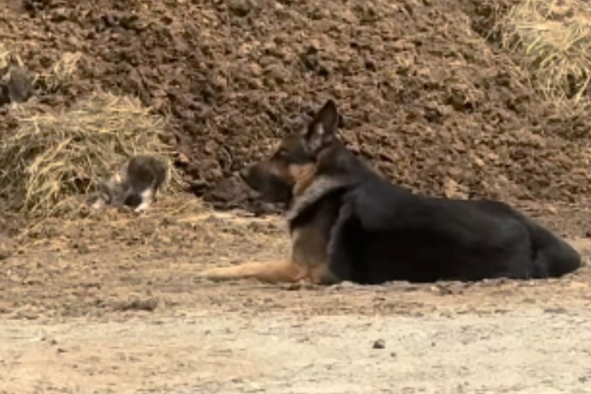 German shepherd's odd behavior leads to a shocking discovery