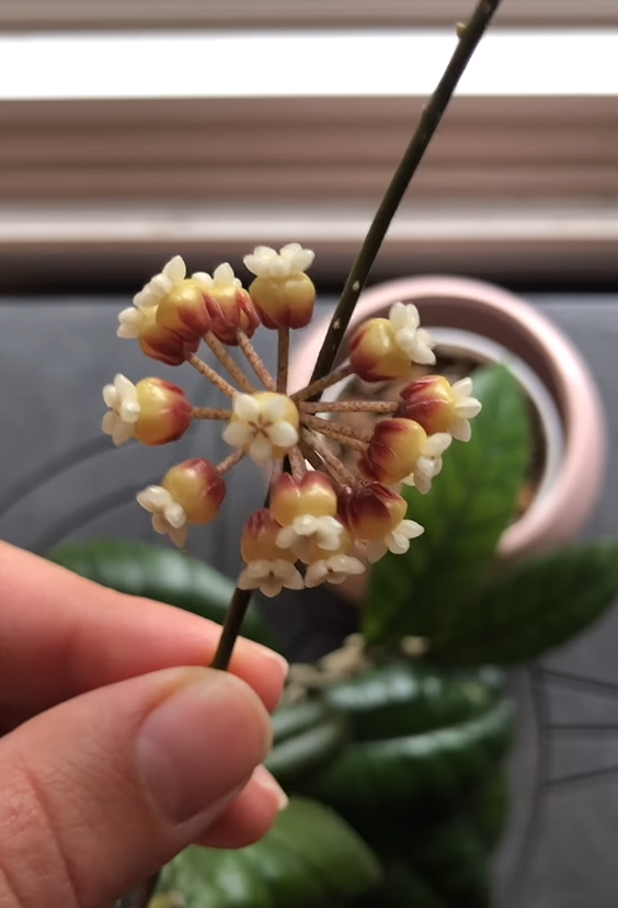 Hoya ranauensis bloom: Rare houseplant care and flowering update