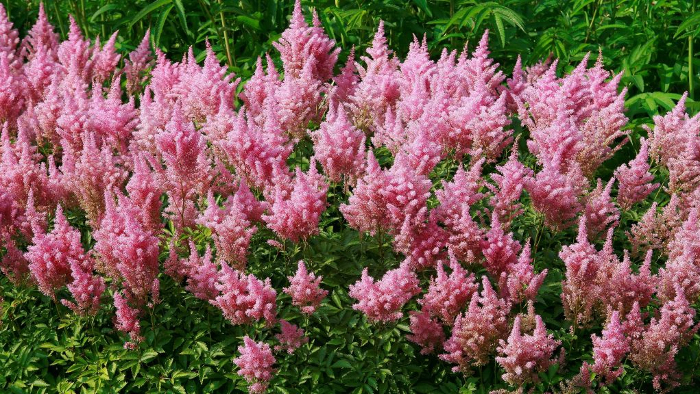 18 compact flowers perfect for small gardens