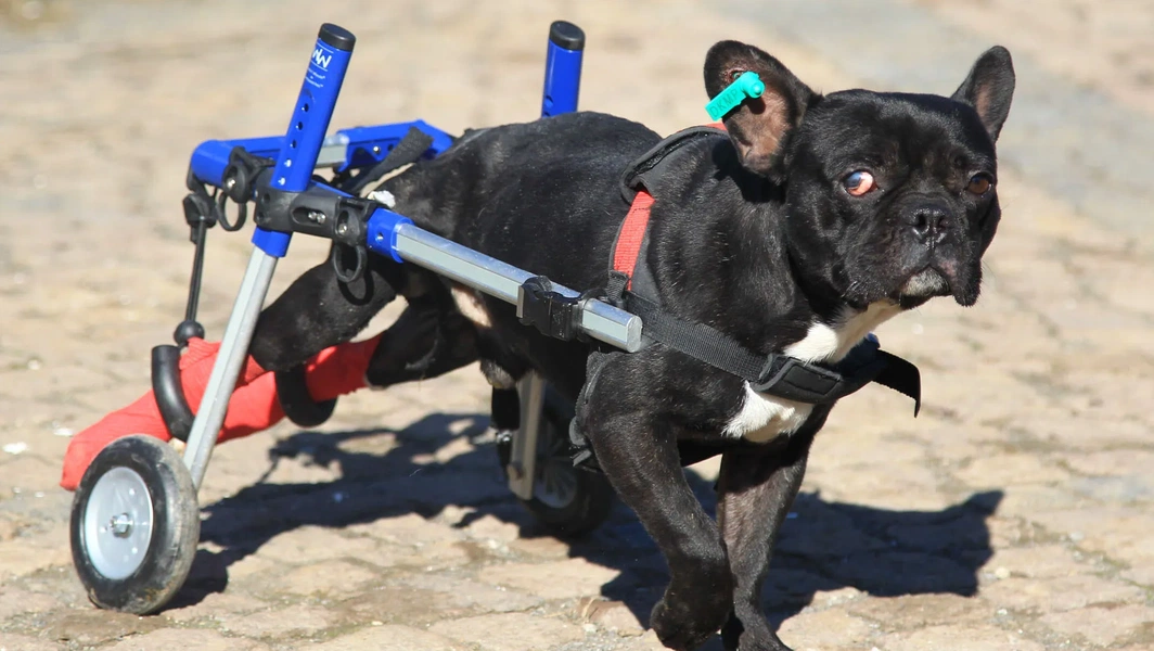 13 inspiring stories of disabled pets thriving