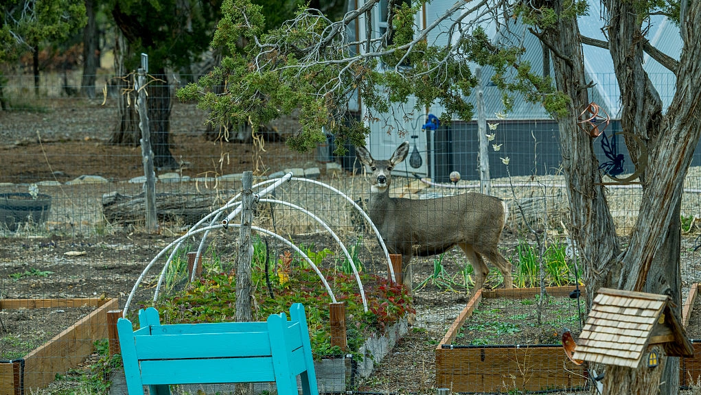 14 overlooked foods deer crave