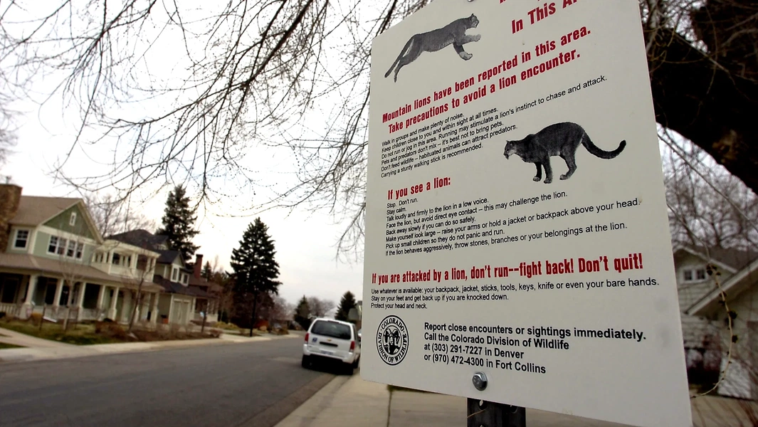 15 states with rising mountain lion sightings