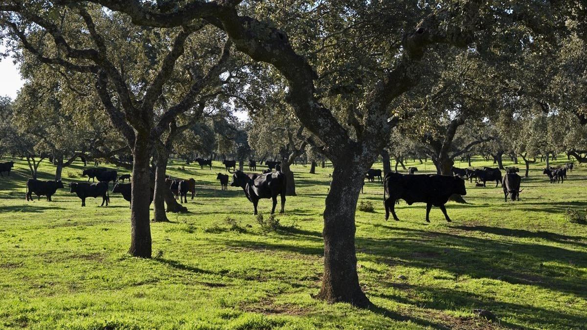 El negocio detrás del toro de lidia: «Una vaca es como la maquinaria en ...