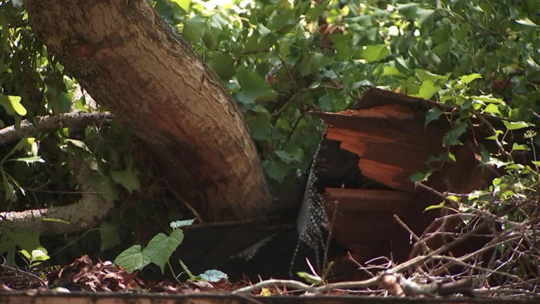 LaGrange family grateful after tree crashes through home