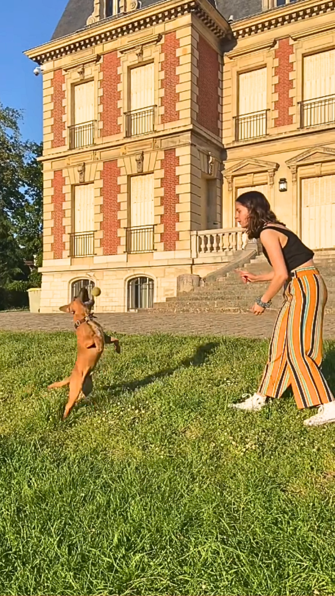 Staffordshire bull terrier mignon moments drôles et fous