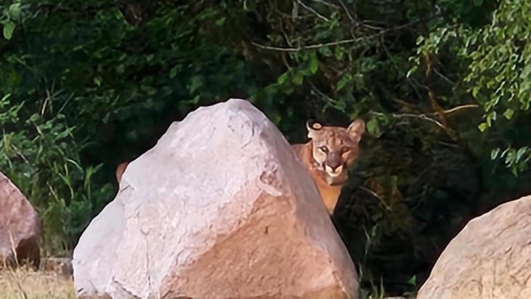 Residents urged to stay alert and report sightings as agencies track ...