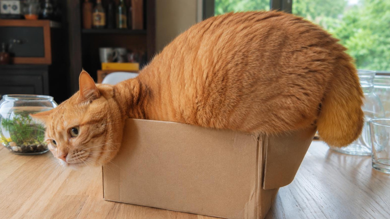 Wait... did my cat just turn into water
