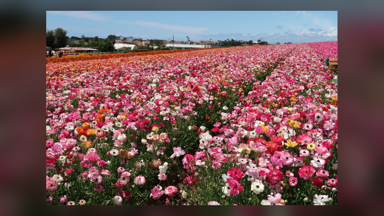 55 acres of flowers, three lagoons, and a coastline California forgot ...