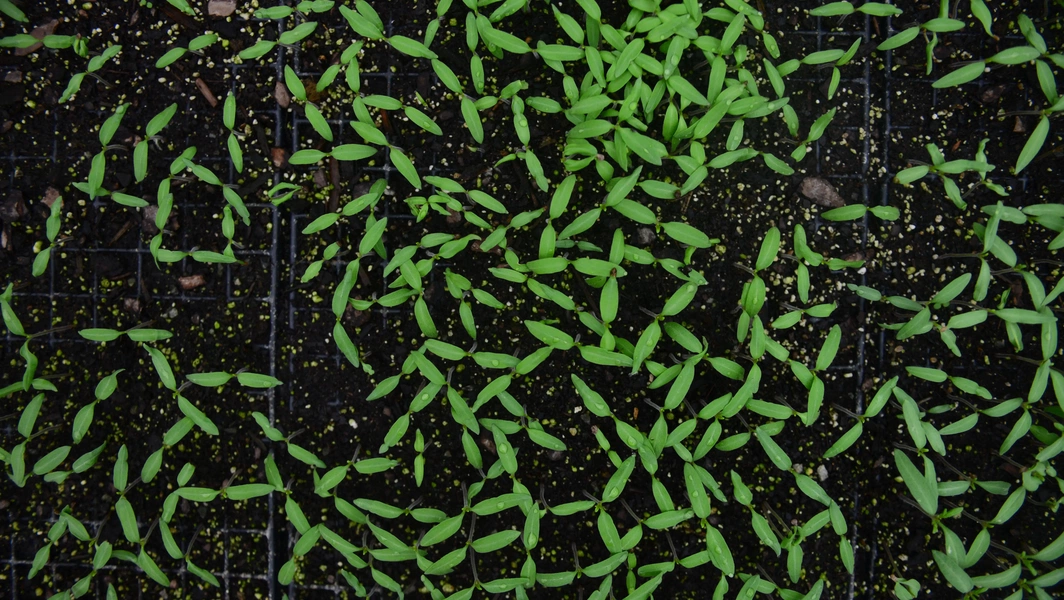 Better Boy tomatoes: History, traits, and uses
