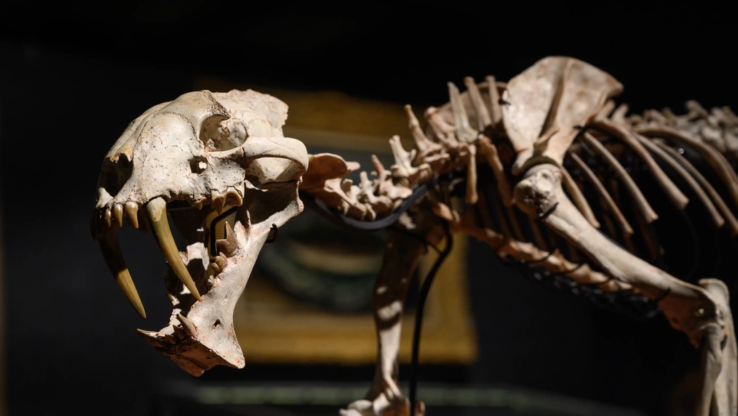 10 extinct animals from Ice Age to modern times