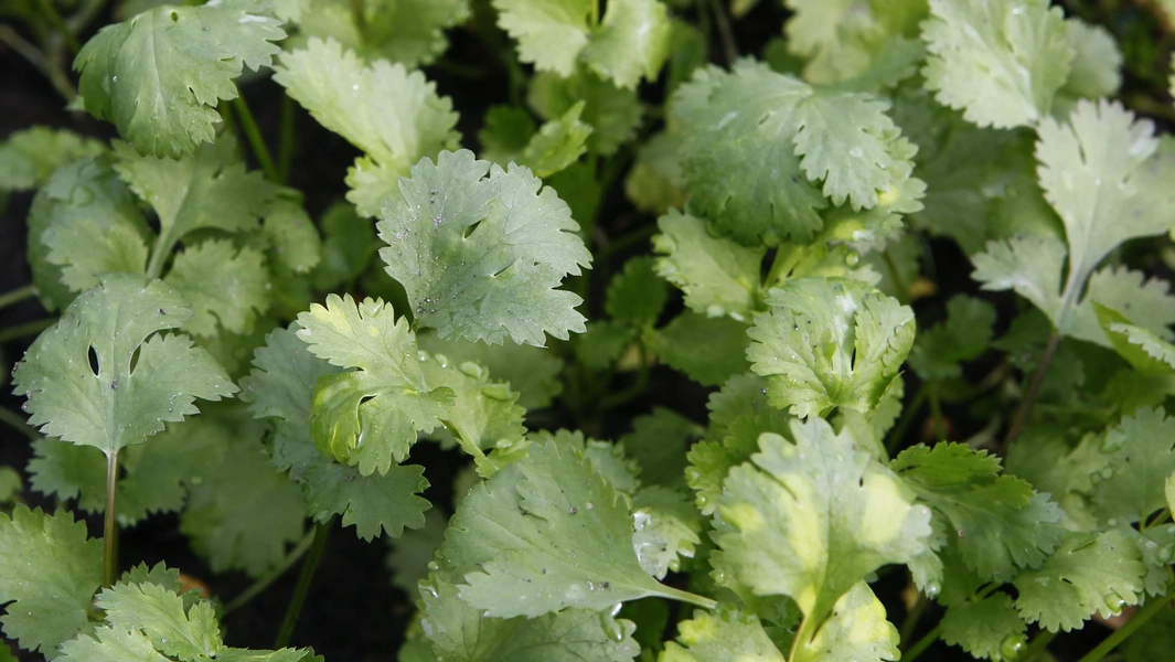 15 best and worst companion plants for peppers
