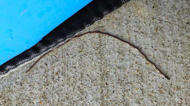 'Try not to smash it with your shoe': Homeowner receives warnings after ...